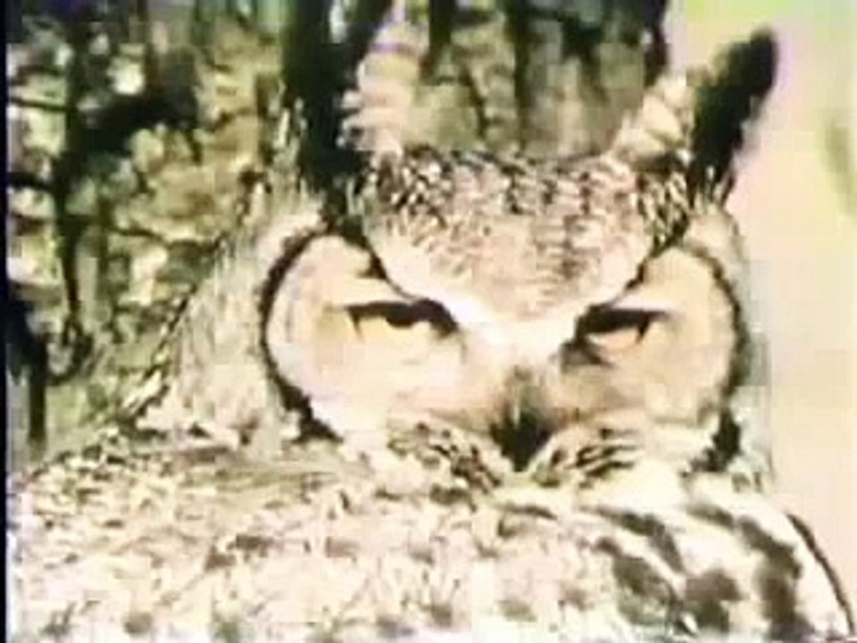 Sesame Street Creature Feature: The Sloth - video Dailymotion