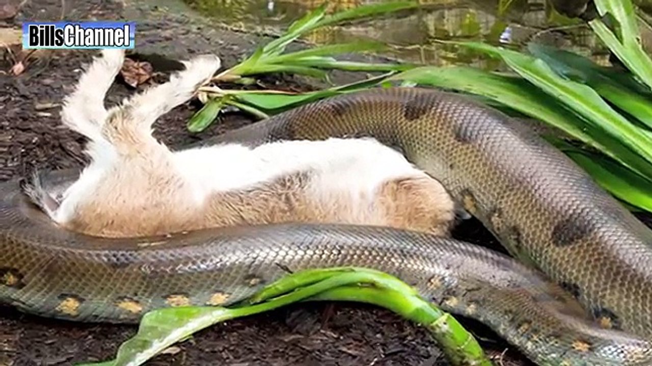ANACONDA TRIES TO EAT DOG - video Dailymotion