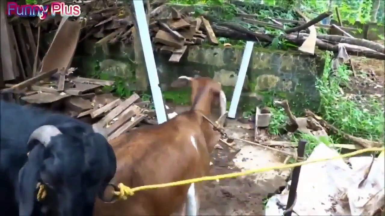 Funny Farm Animals Compilation | Funny Animal Fail Compilation | August ...