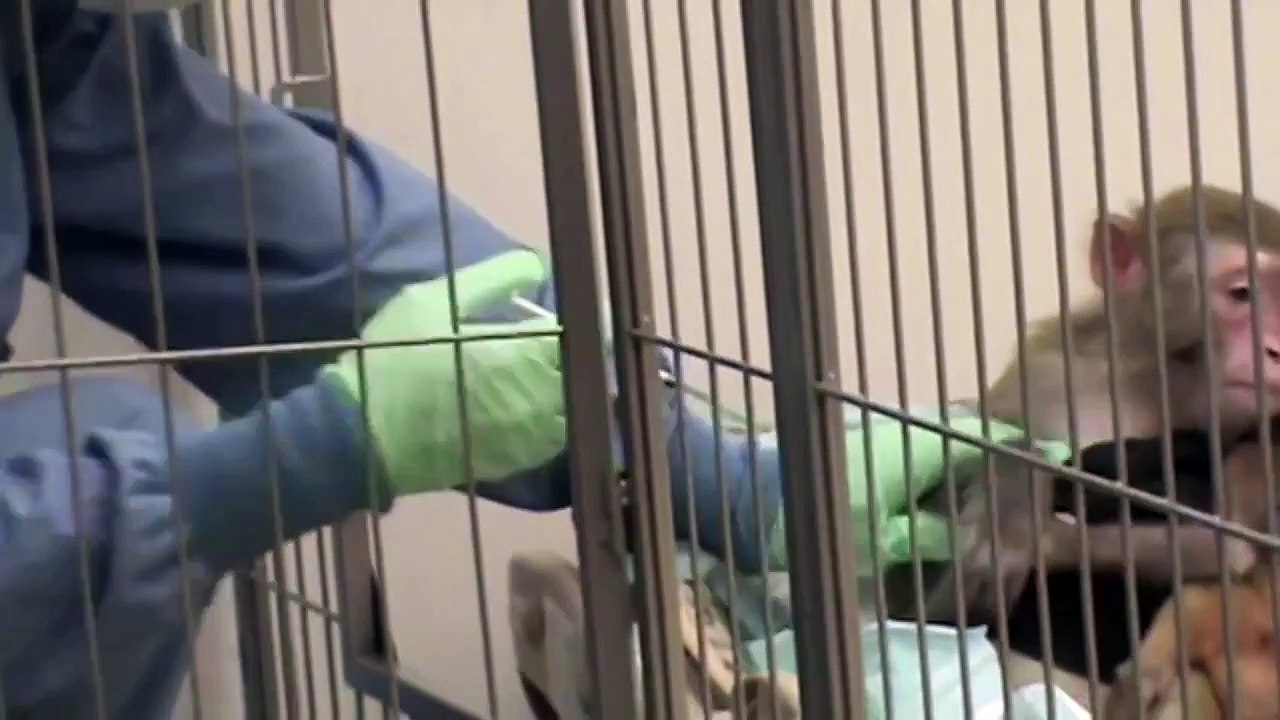 'Novel Cage' Tests | NIH Baby Monkey Experiment #3 - video Dailymotion