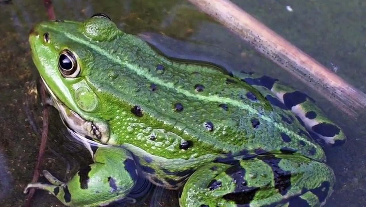 Farm Animal Wild Animal Sounds - video Dailymotion