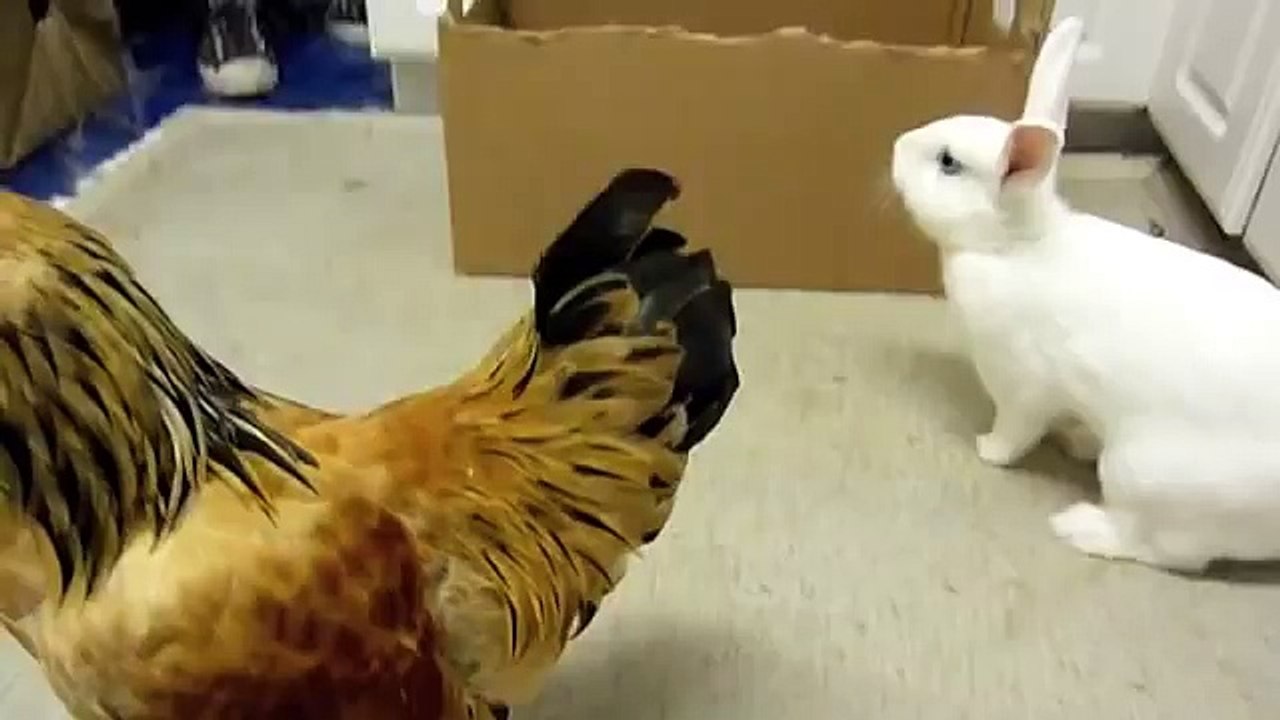 fight night: bunny rabbit vs. chicken rooster - video Dailymotion