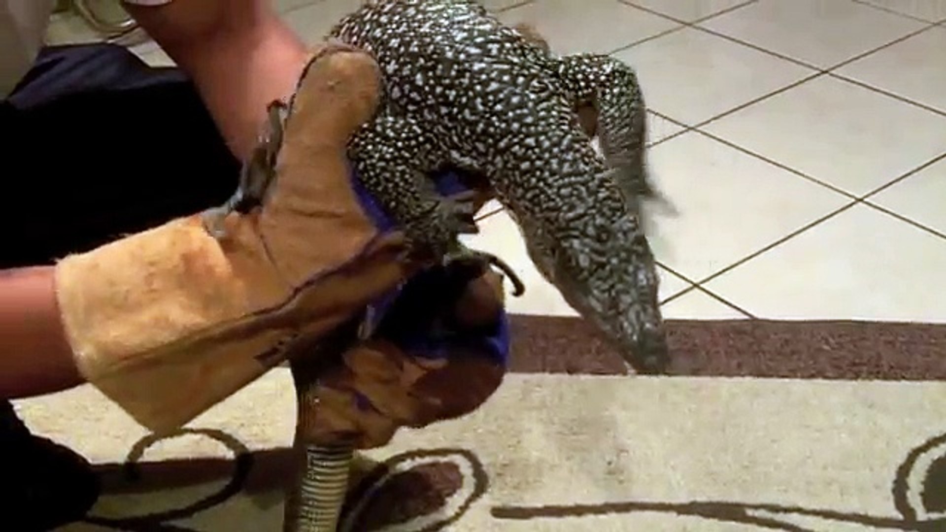 Mangrove Monitor Care