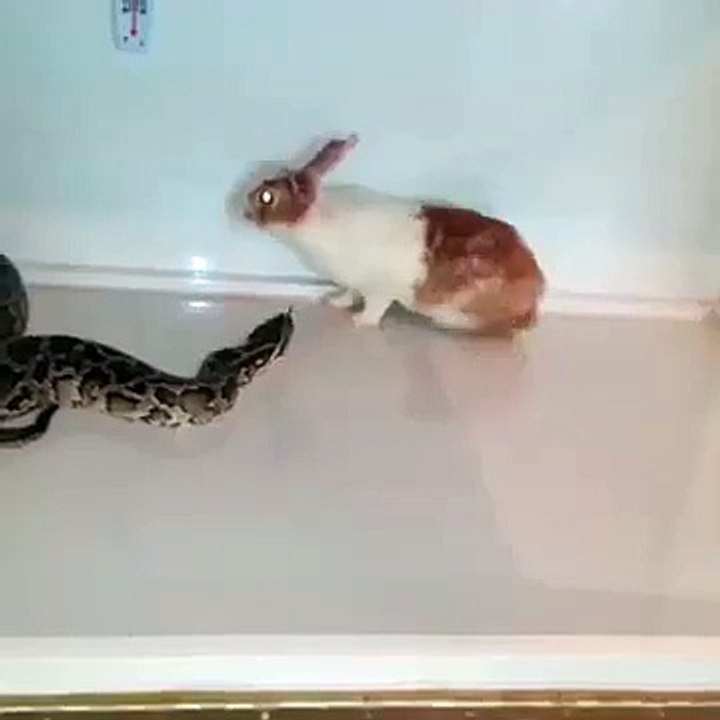 Snake vs rabbit... - video Dailymotion