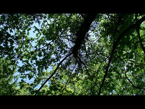 Vidéos de christian marechal - Dailymotion