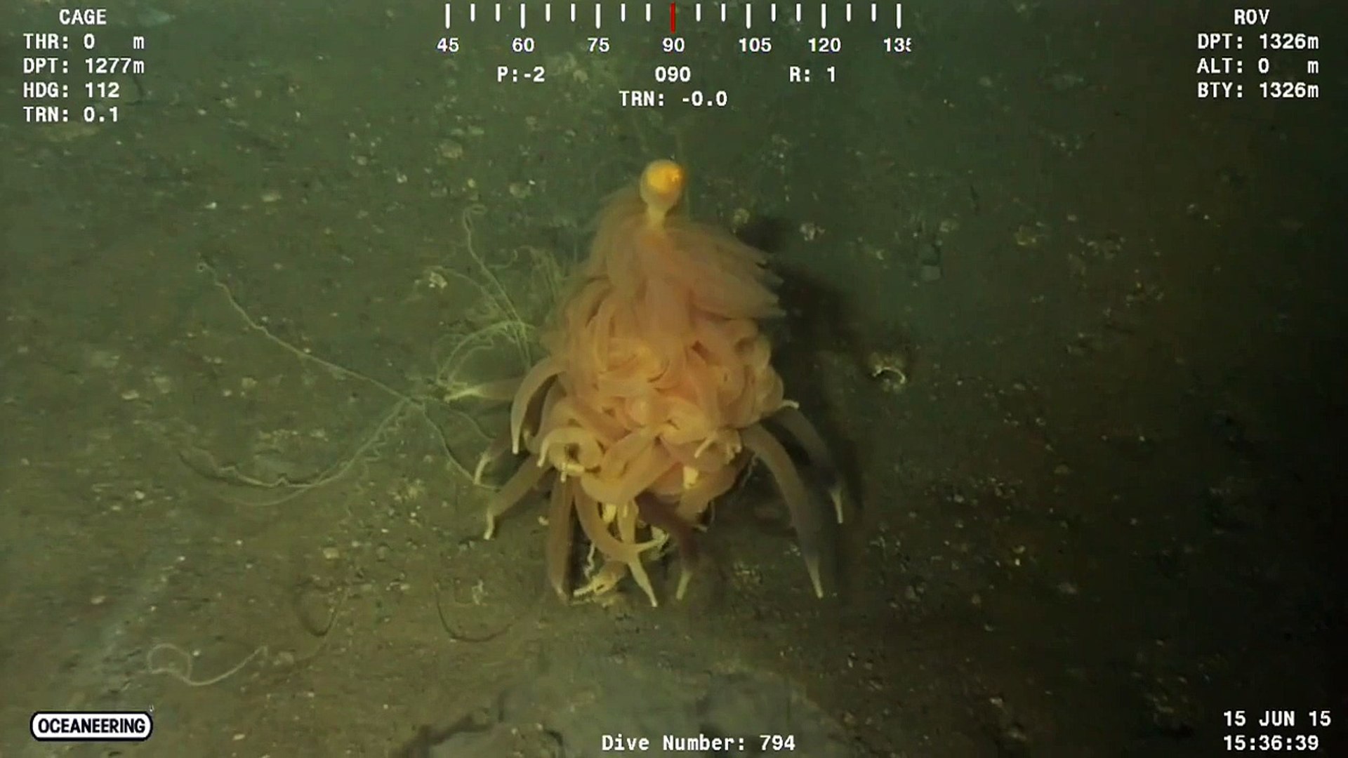 Flying Spaghetti Monster Doctor P