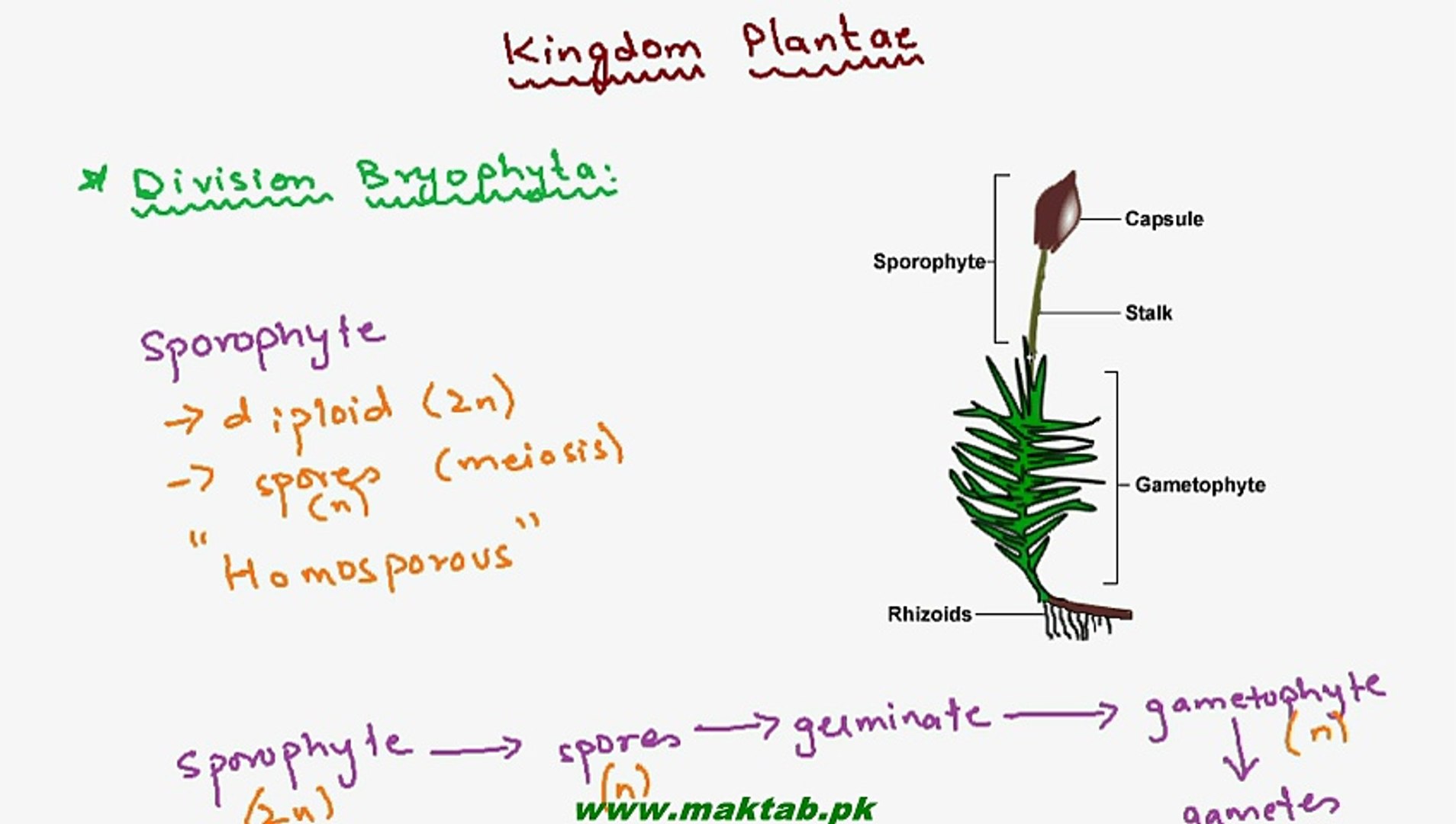 Plantae Kingdom Division