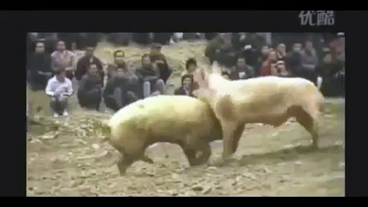 RAW Thousands Watch Two PIGS Fight to The DEATH in BRUTAL Chinese Sport ...
