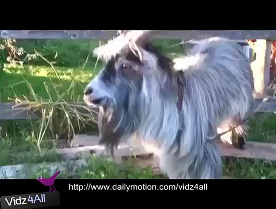 Goat Beat Box Sound Dance Funny vidz4all - video Dailymotion