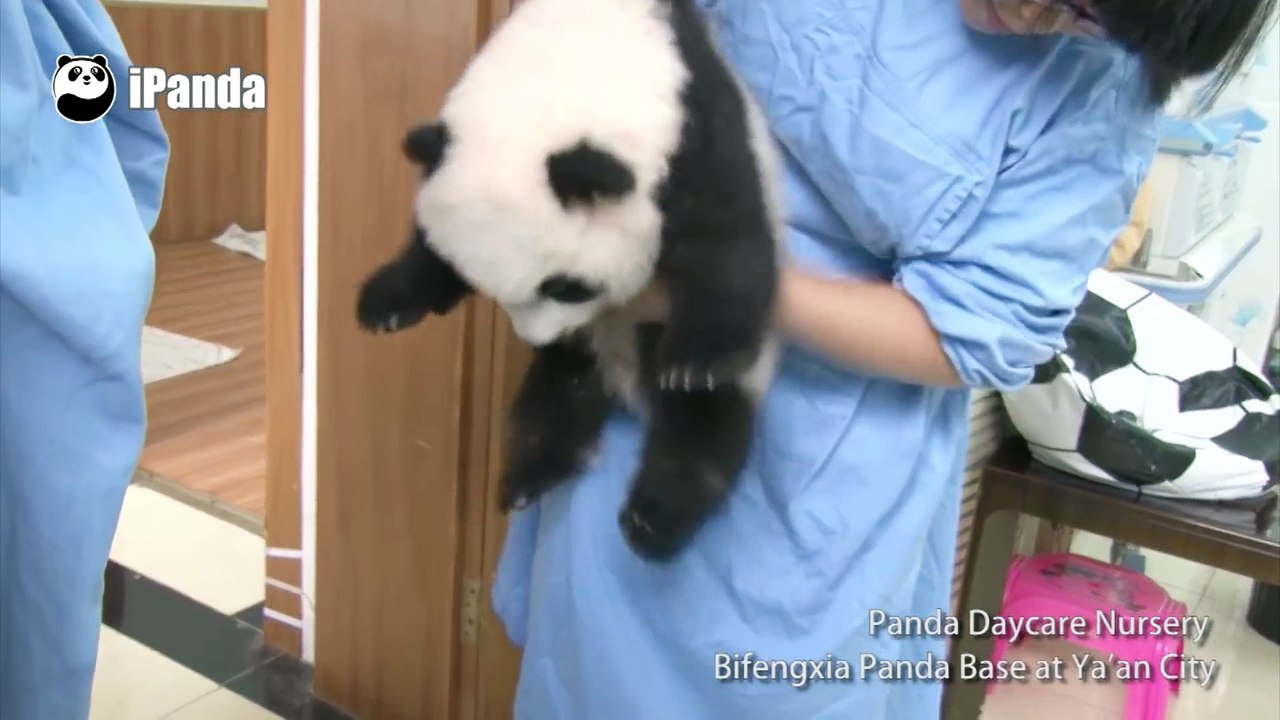 Buzz : Nounou de pandas, plus beau métier du monde ( The Happiest Job Ever - A Panda Nanny ...
