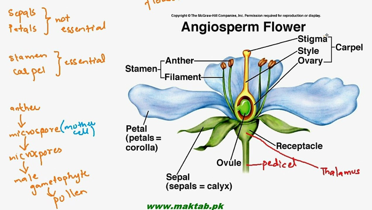 FSc Biology Book1, CH 9, LEC 15; Class Angiospermae and Life Cycle of ...