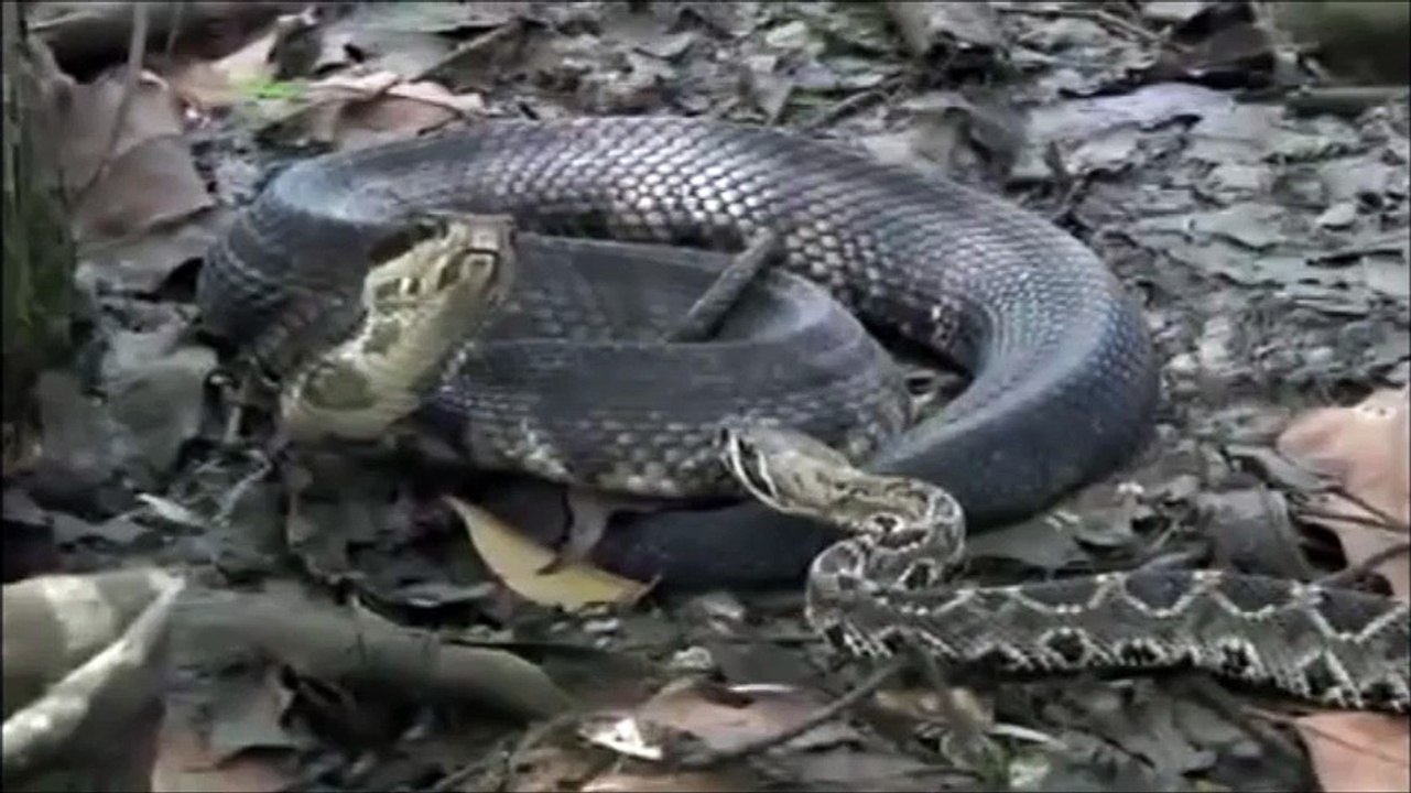 Phyton vs Rattlesnake Real Fight - Dailymotion Video