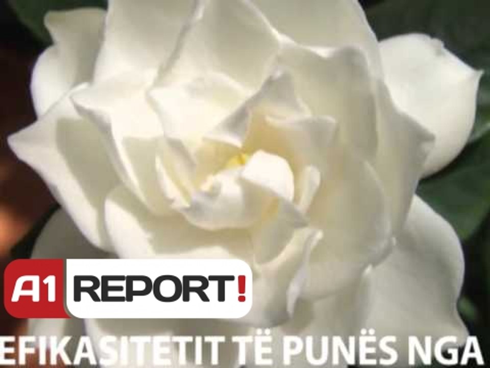 A1 Report, Rreze Dielli dt 24 tetor 2013 Lulet - video Dailymotion