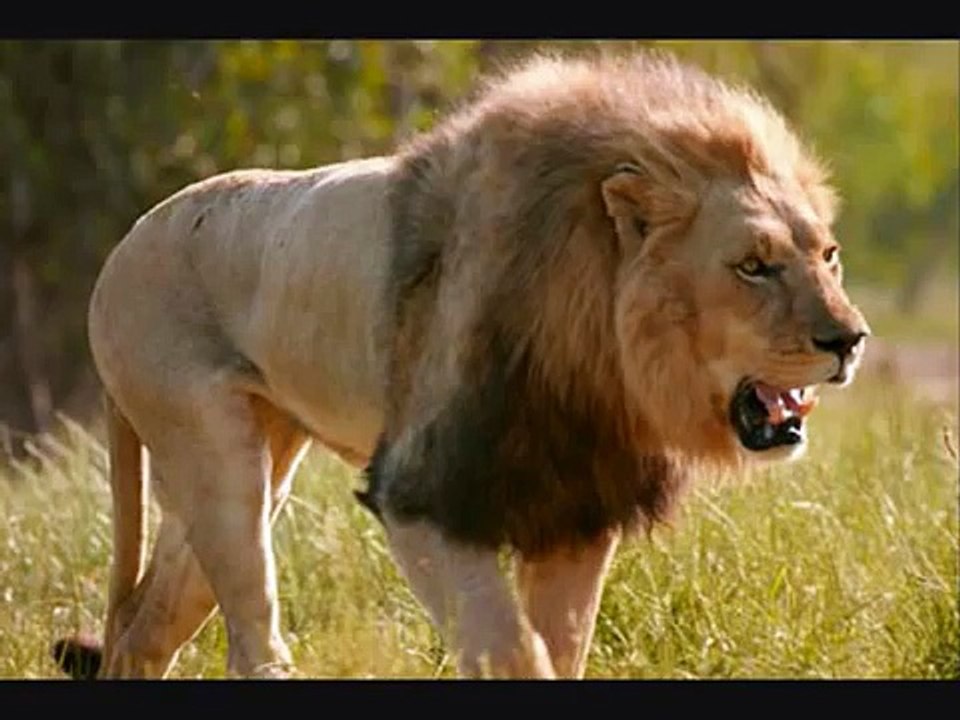 Jaguar vs Lion, Jaguar is larger than Male Lion. Facts. As always ...