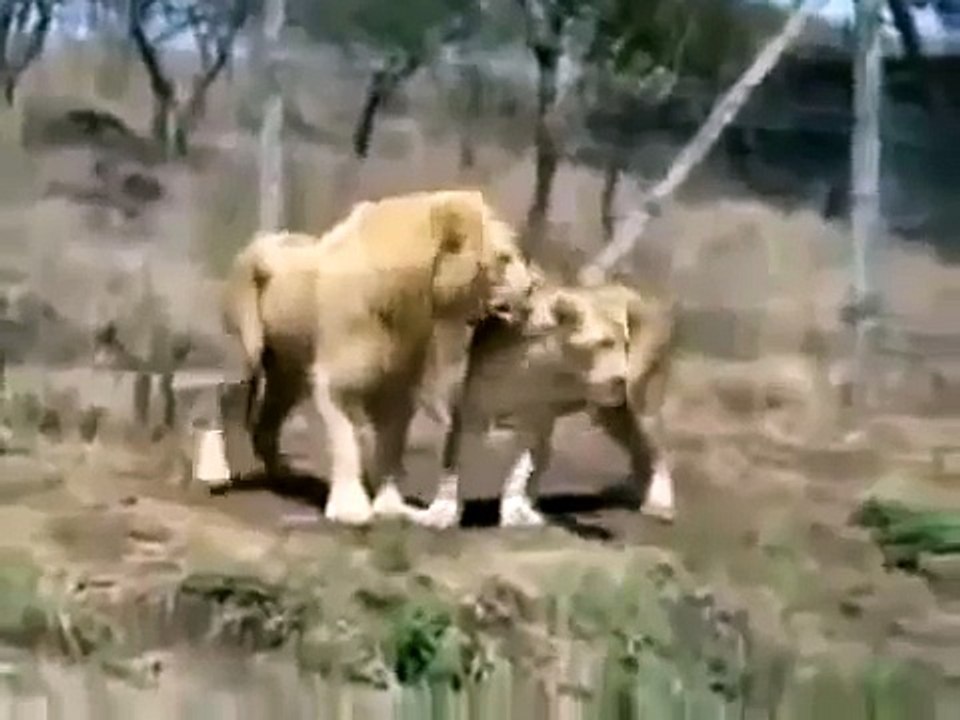 Animal Planet | Discovery Channel | Wild Life Documentary 2015 ...