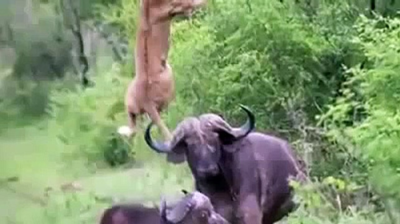 Buffalo vs Lion buffalo wins - video Dailymotion