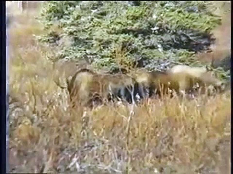 The "Bull magnet" Moose Call - video Dailymotion