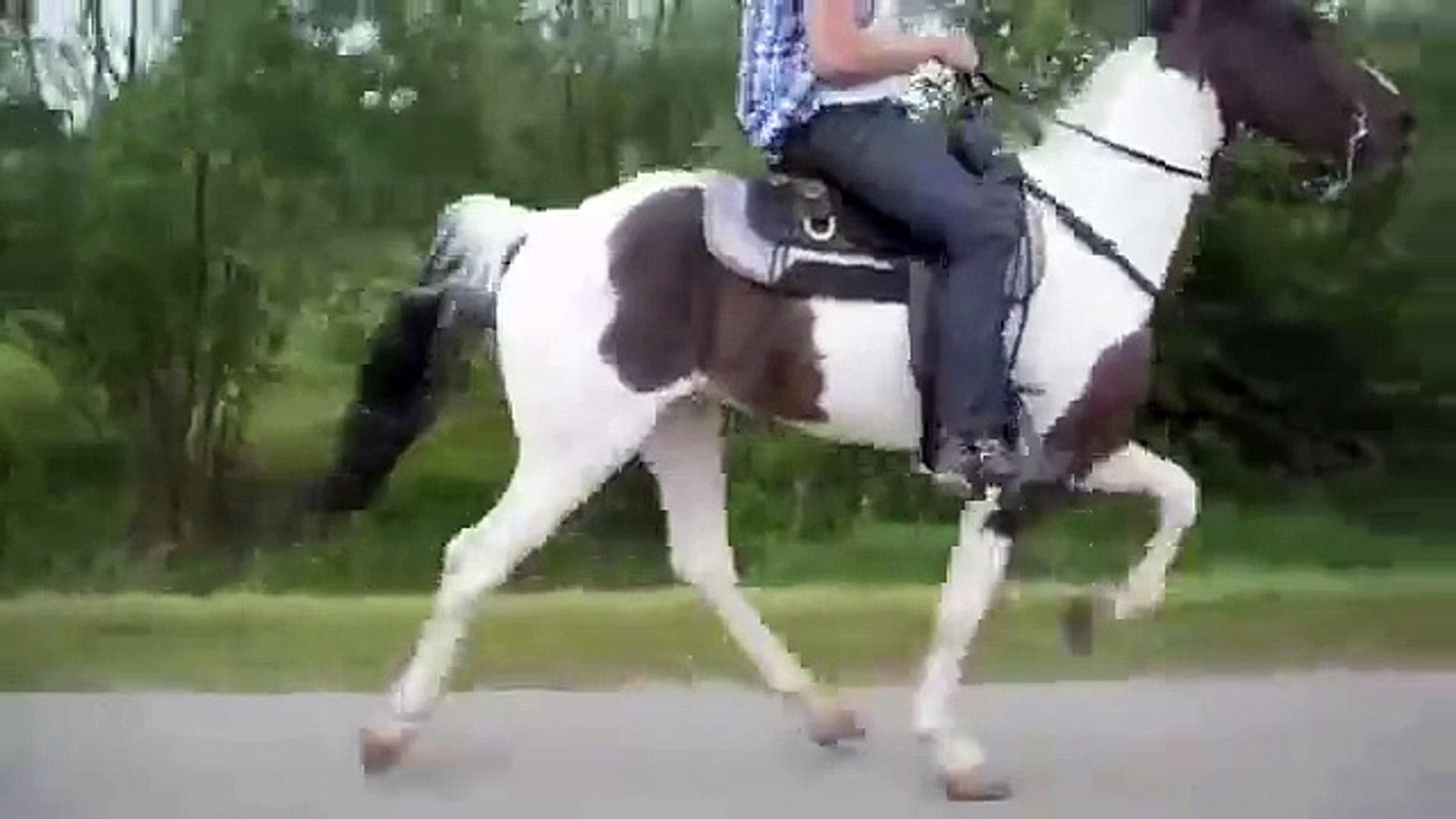 Spotted Racking Horse