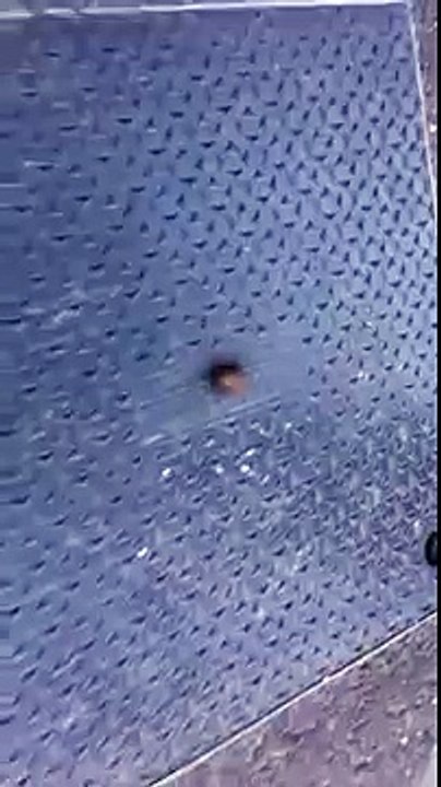 Snail Crushing Part 2 - video Dailymotion