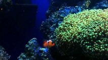 Finding Nemo Escape from the Fish Tank Scene - video dailymotion