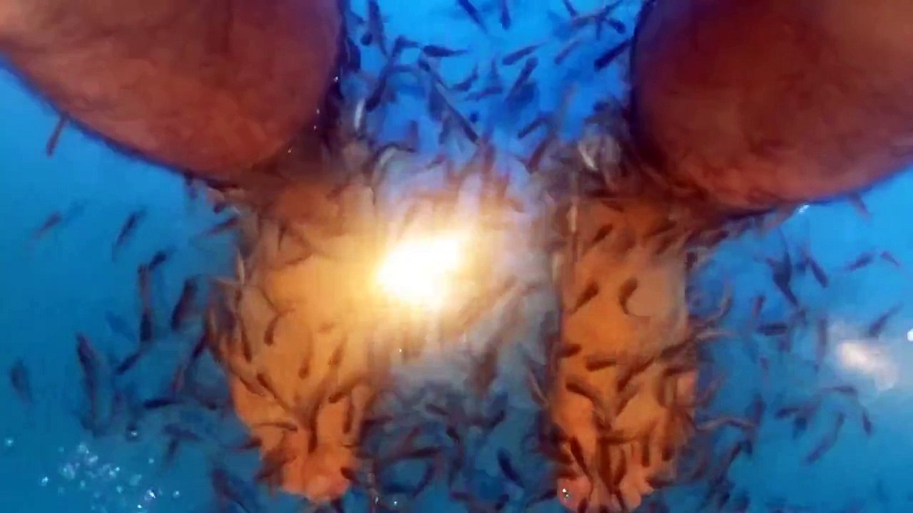 Fish eat dead skin off spa-goers feet - Dailymotion Video