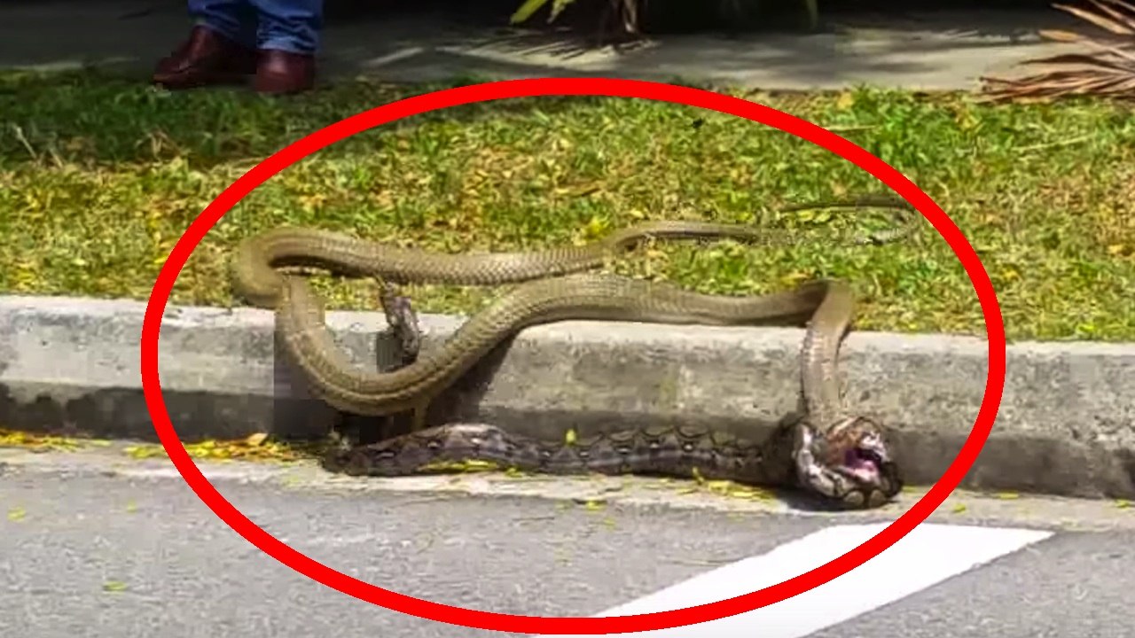 Crazy Cobra vs. Python FIGHT TO THE DEATH | What's Trending Now - video ...