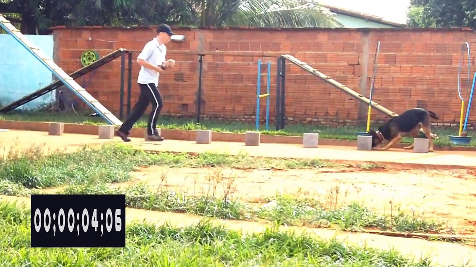 Video De Luta Entre Pastor Alemao E Rottweiler