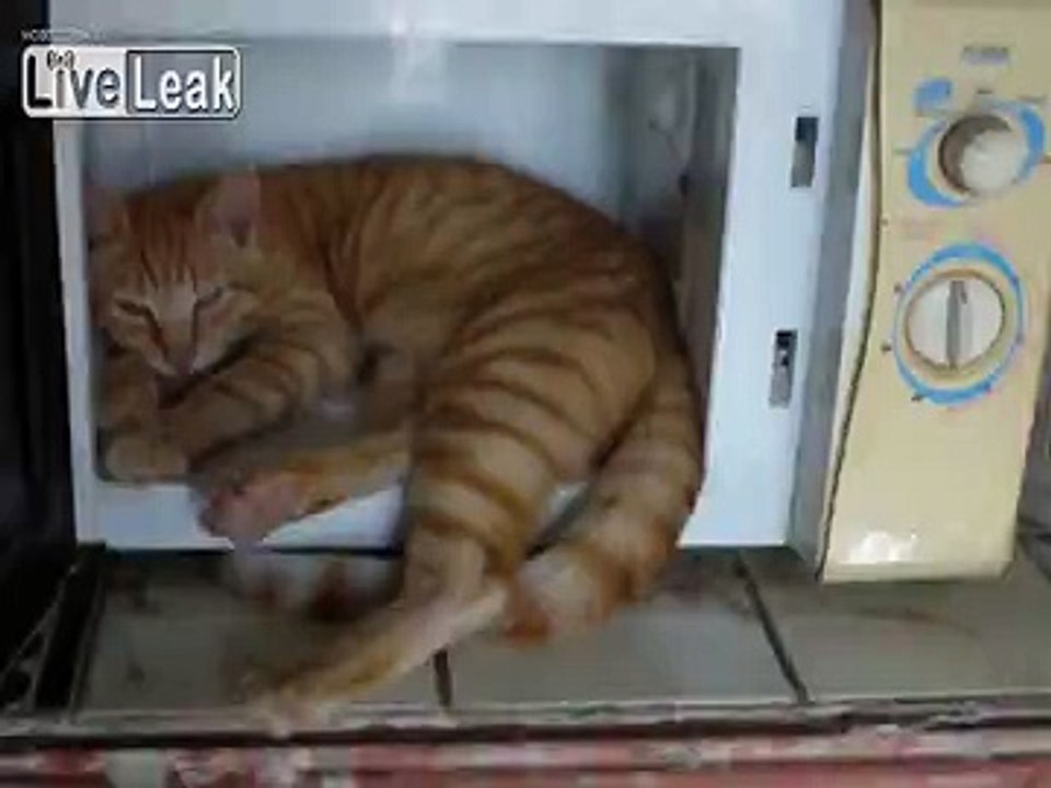 cat in the microwave - video Dailymotion