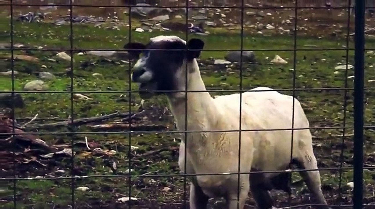 Funny Goats Screaming like Humans - video Dailymotion