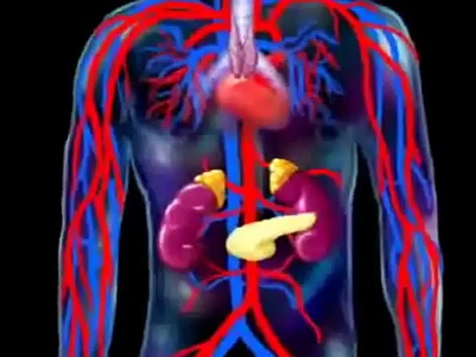 Endocrine System Animation - video Dailymotion
