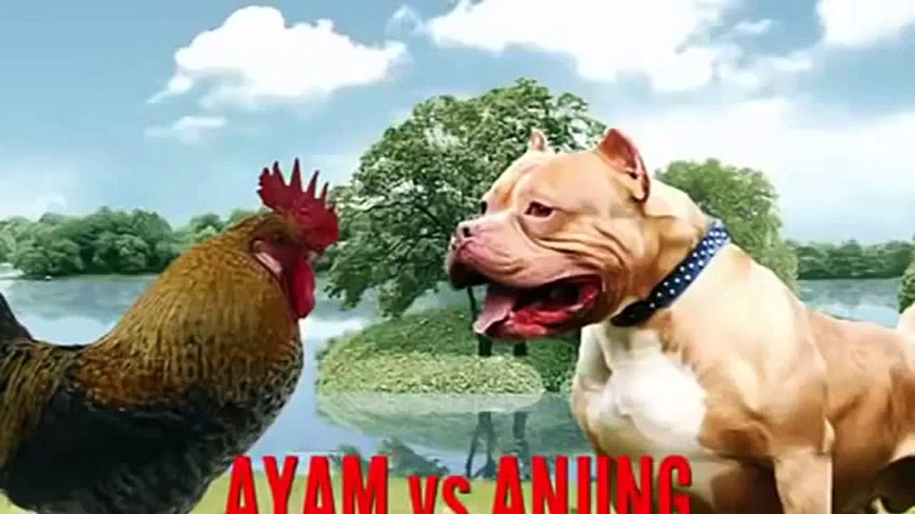 Animal Fighting ~ Rooster vs Dog Pitbull - Dailymotion Video
