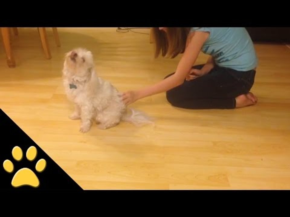 Ticklish Dog Scoots Around the Floor - video Dailymotion
