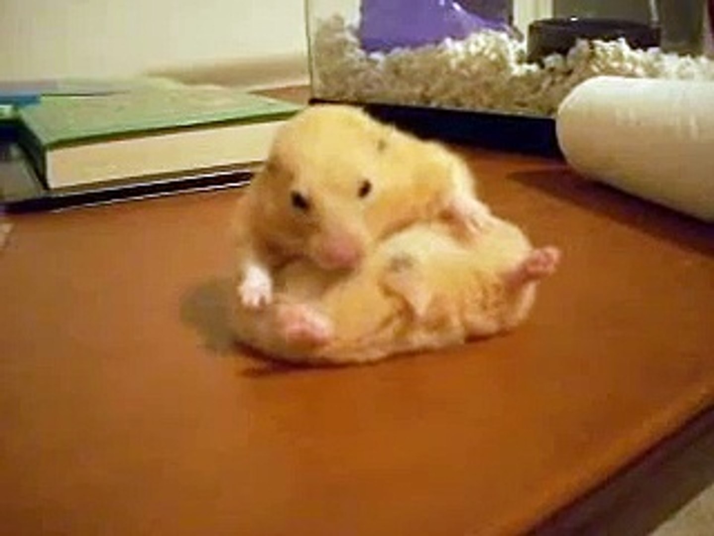 The Fattest Hamster In The World