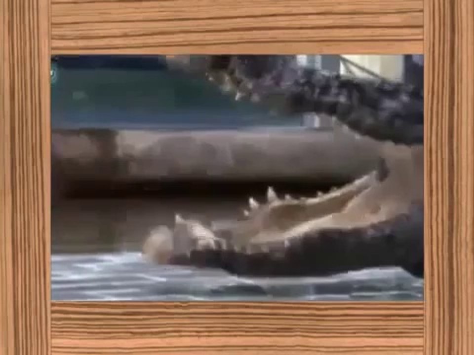 crocodile attacks crocodile attack human crocodile attacks human Top 10 ...