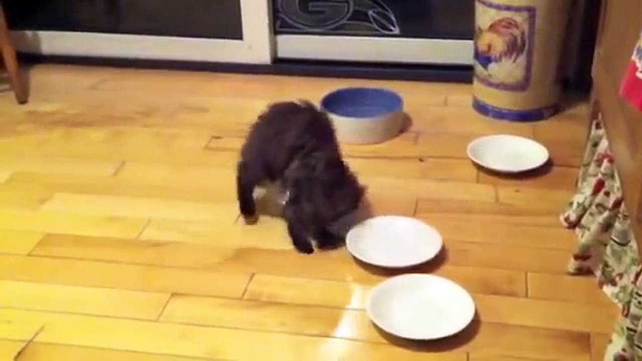 wild kitty - video Dailymotion