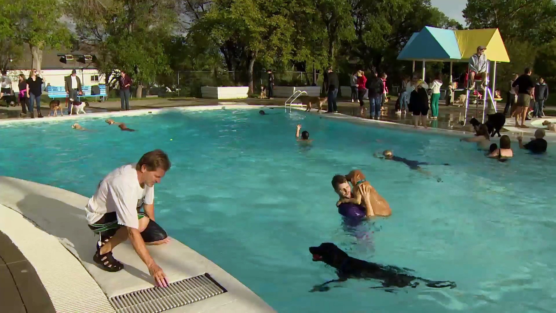 Are Dogs Allowed In Public Pools