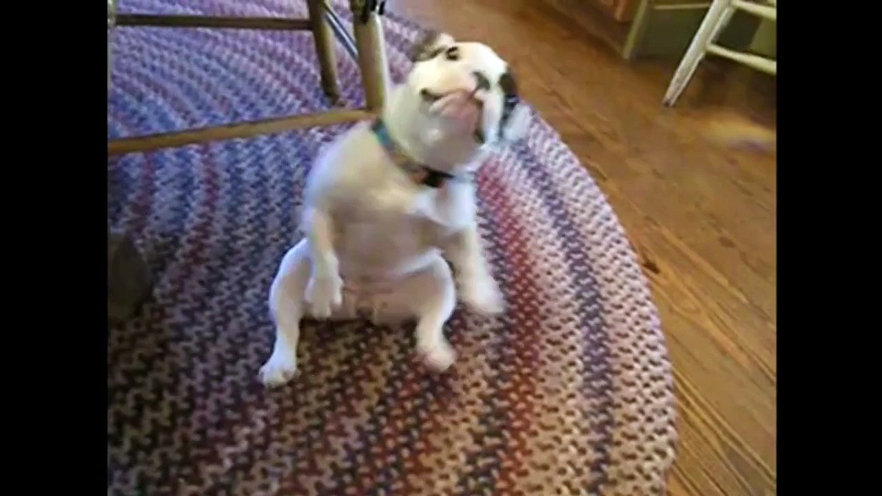 Dancing French Bulldog - video Dailymotion