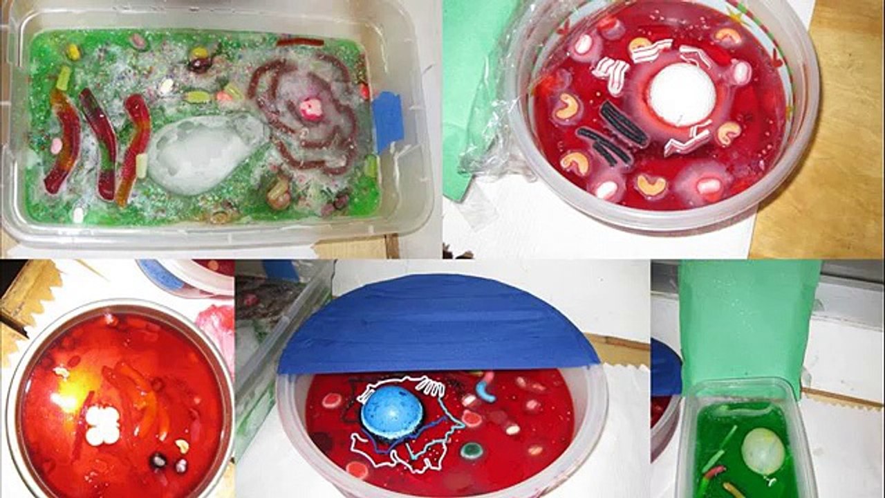 animal cell jello model - video Dailymotion