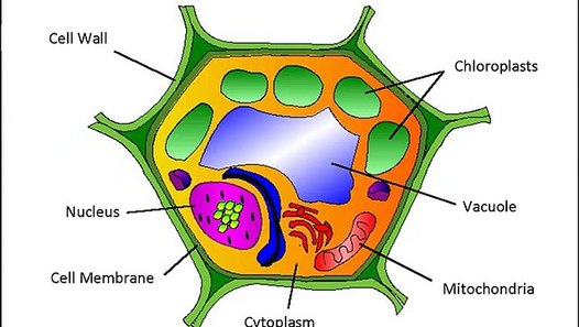 animal cell parts 5th grade - video dailymotion