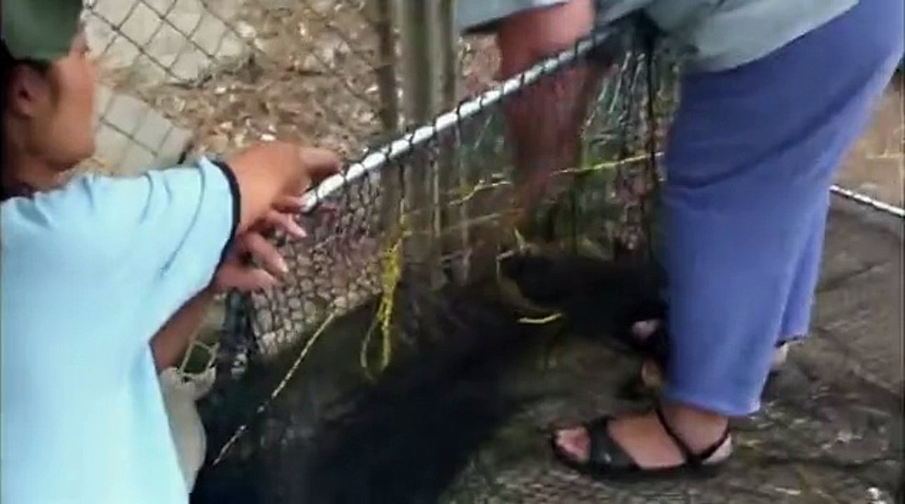 Cat Trapping with Jan's Clam Trap - video Dailymotion