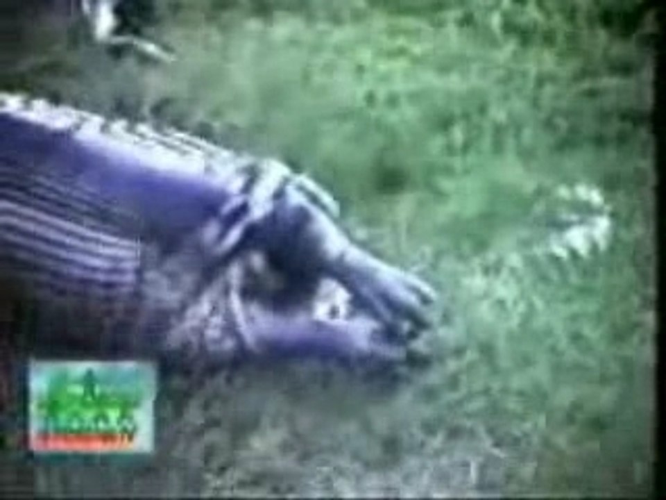 Snake eat hippo - video Dailymotion