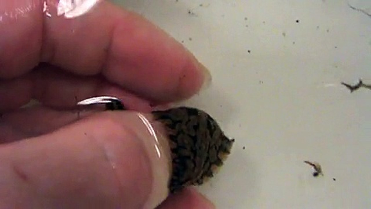 Mother snail leech with babies (Glossiphonia sp.) - video Dailymotion