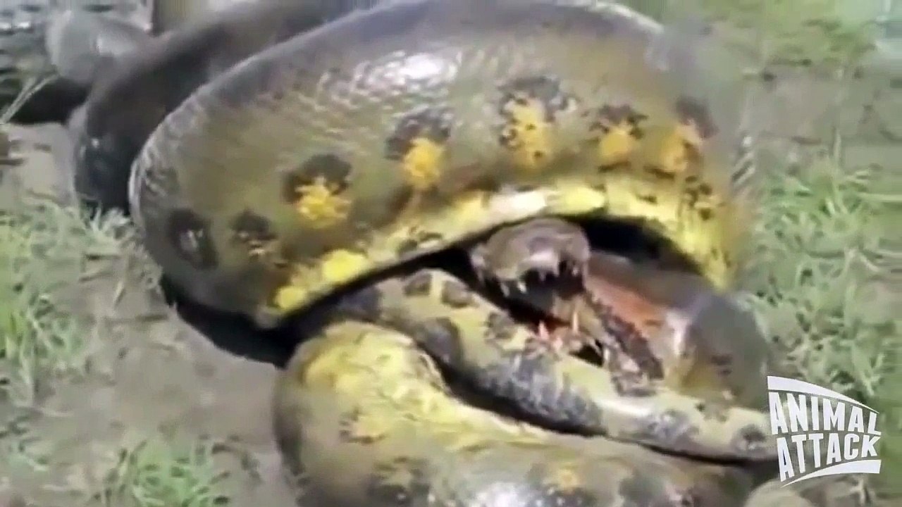 Python vs Crocodile Fight - Python Kills Crocodile - Dailymotion Video