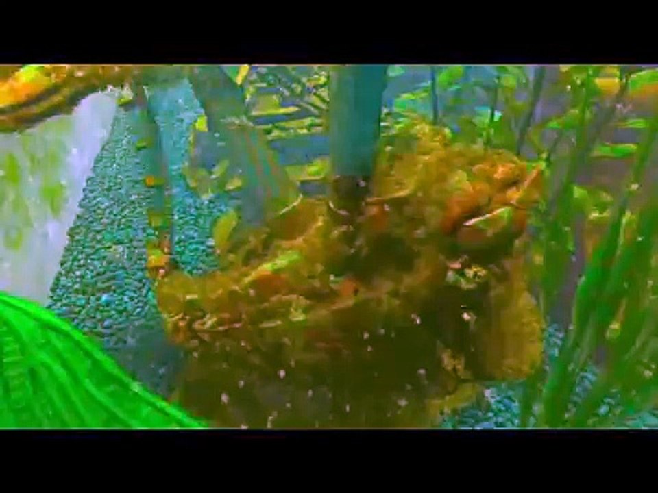 Finding Nemo - Now what?! - video Dailymotion