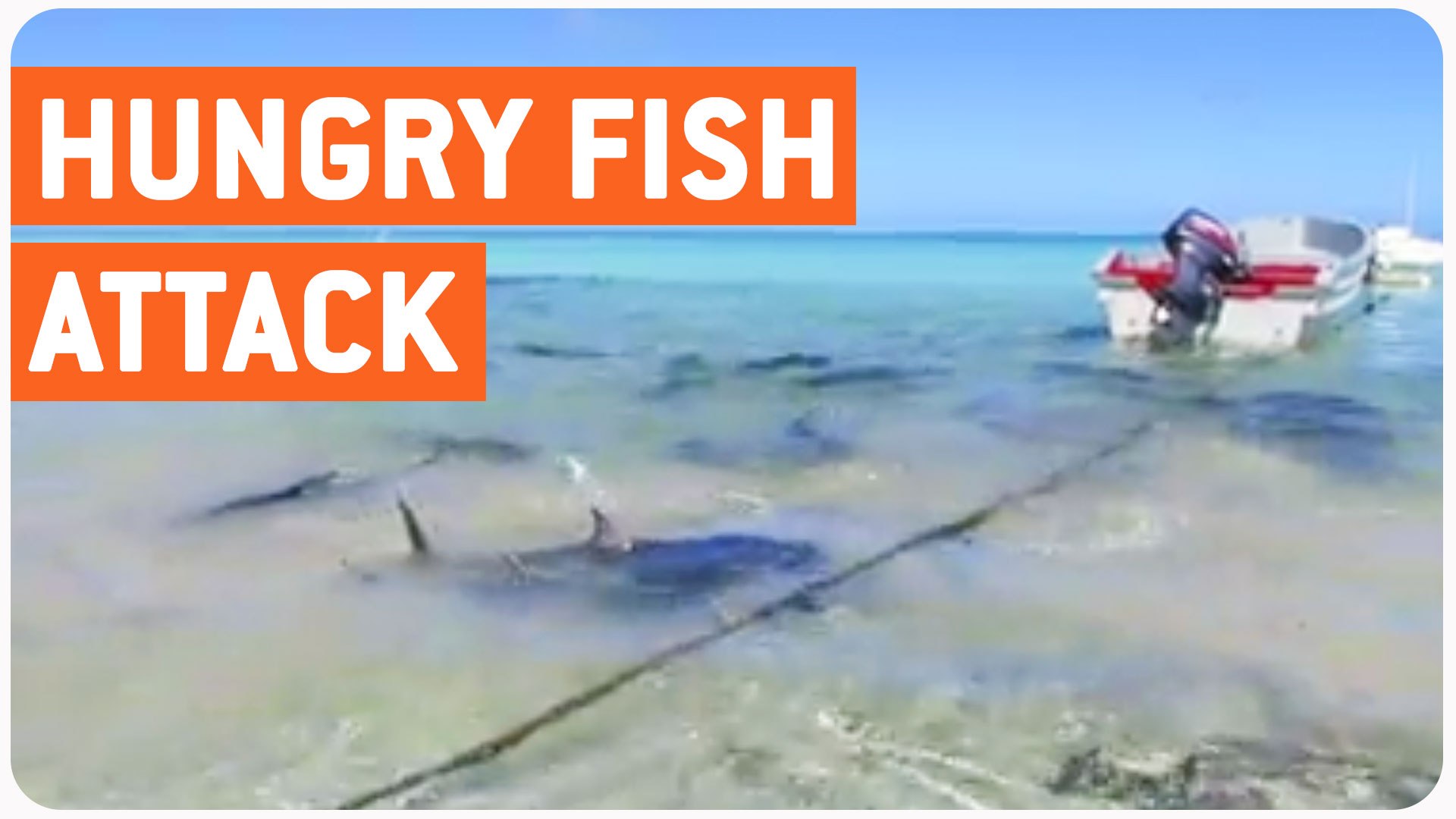 Giant Sawfish Attack