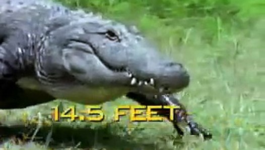 Animal Face-Off Alligator vs. Black Bear. - video dailymotion