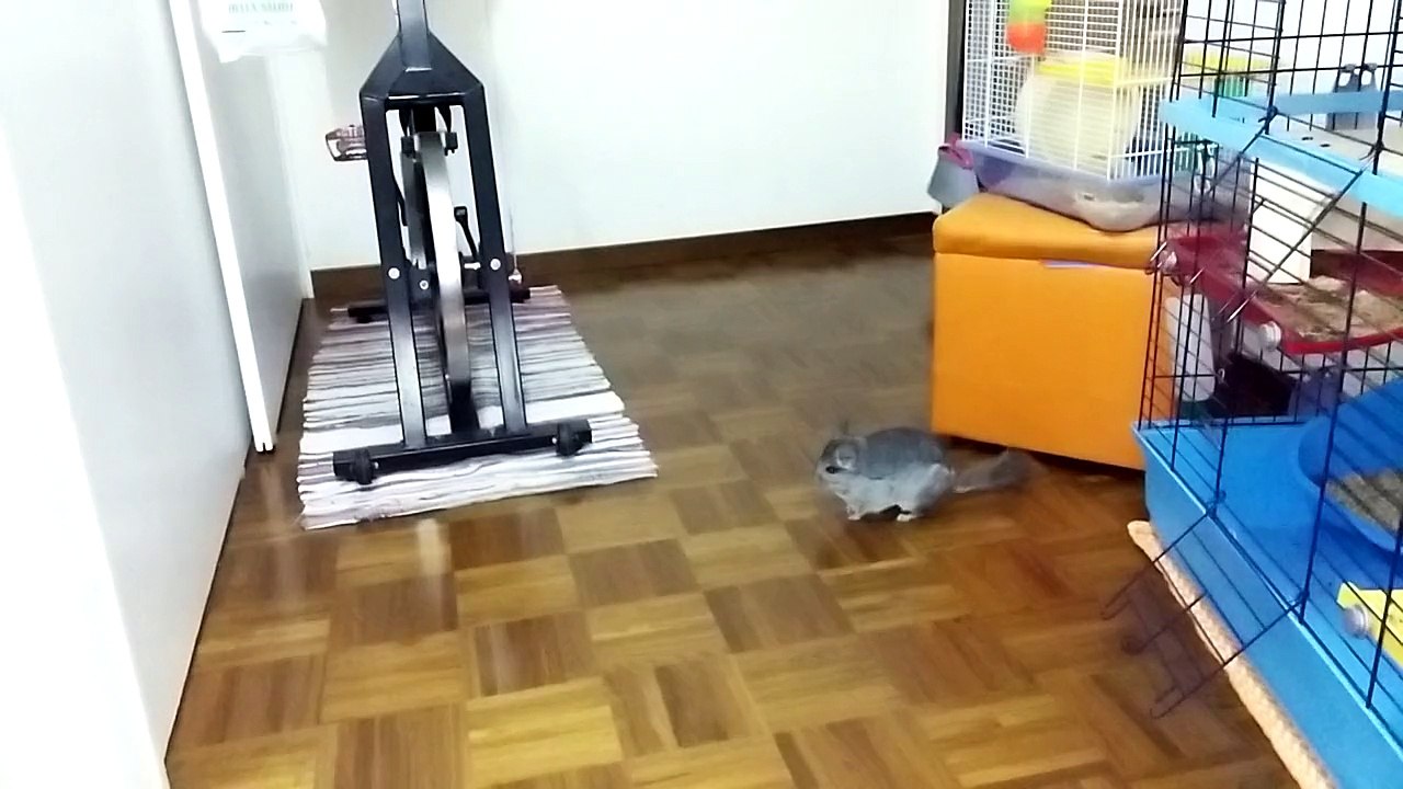 chinchilla run jump wall, cincilla salta sui muri corre Grisù - Video ...