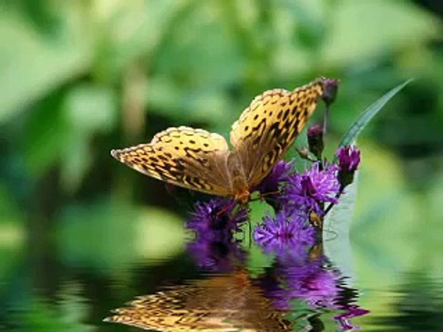 Michelle Fragar Hillsong