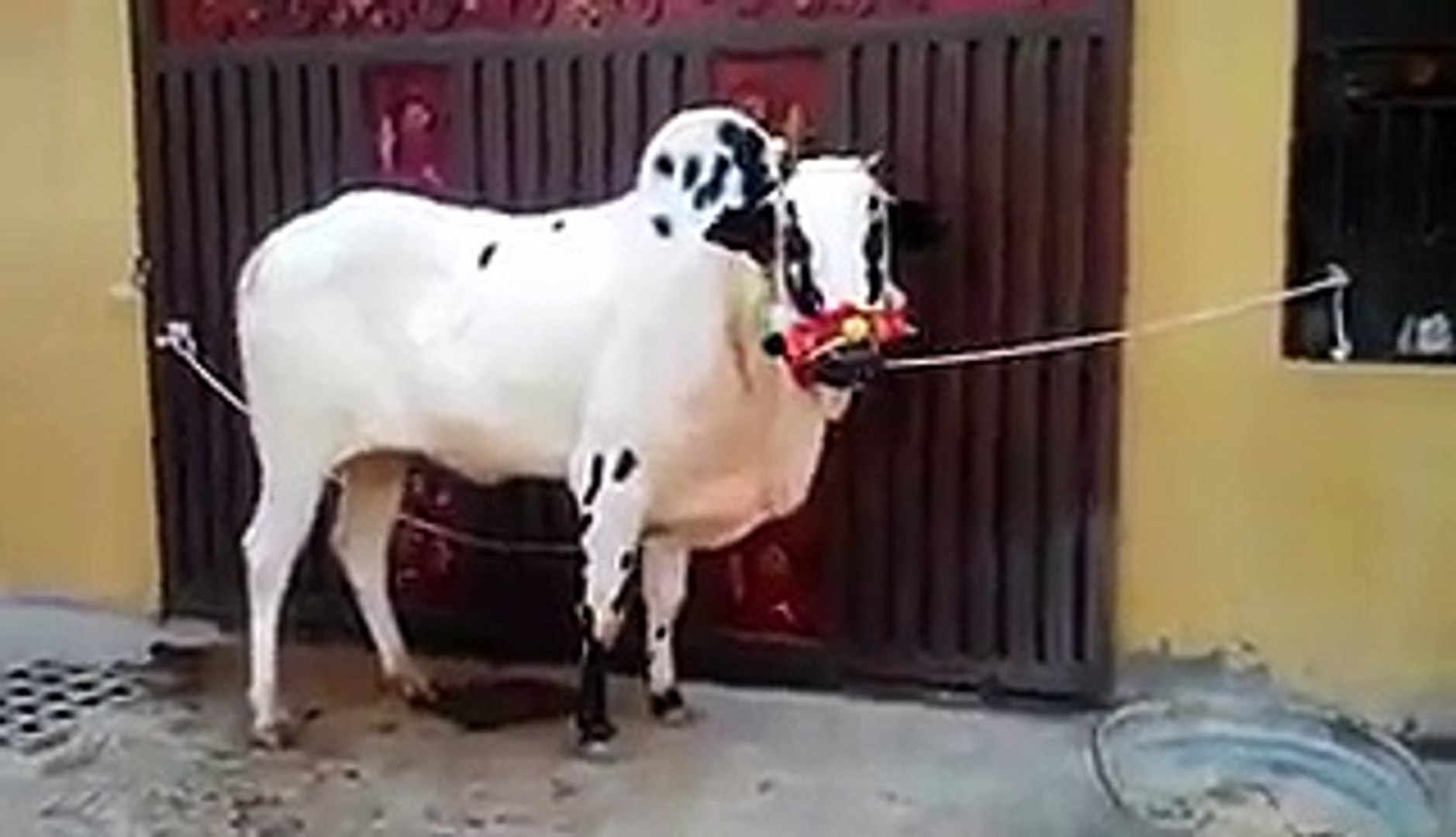 Qurbani Ka Janwar Qurbani Ka Janwar