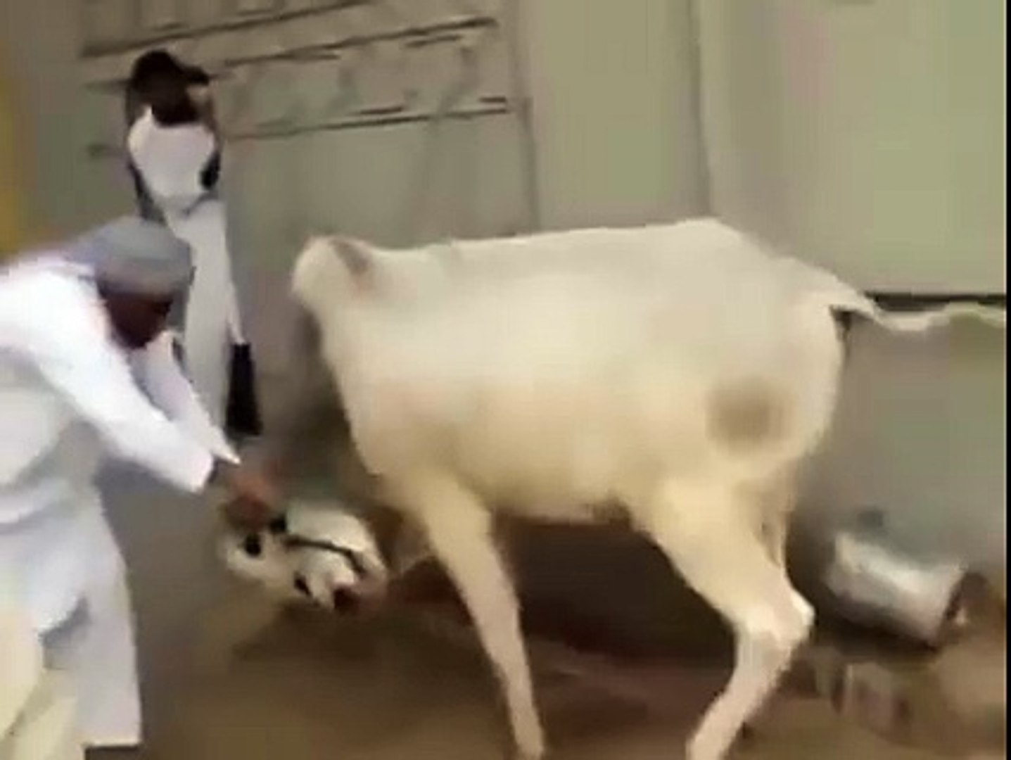 Qurbani Cow Cutting